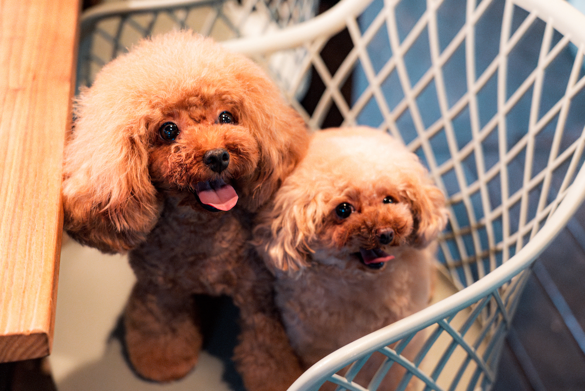 COCO.Luxueux – ドッグサロン・ココ